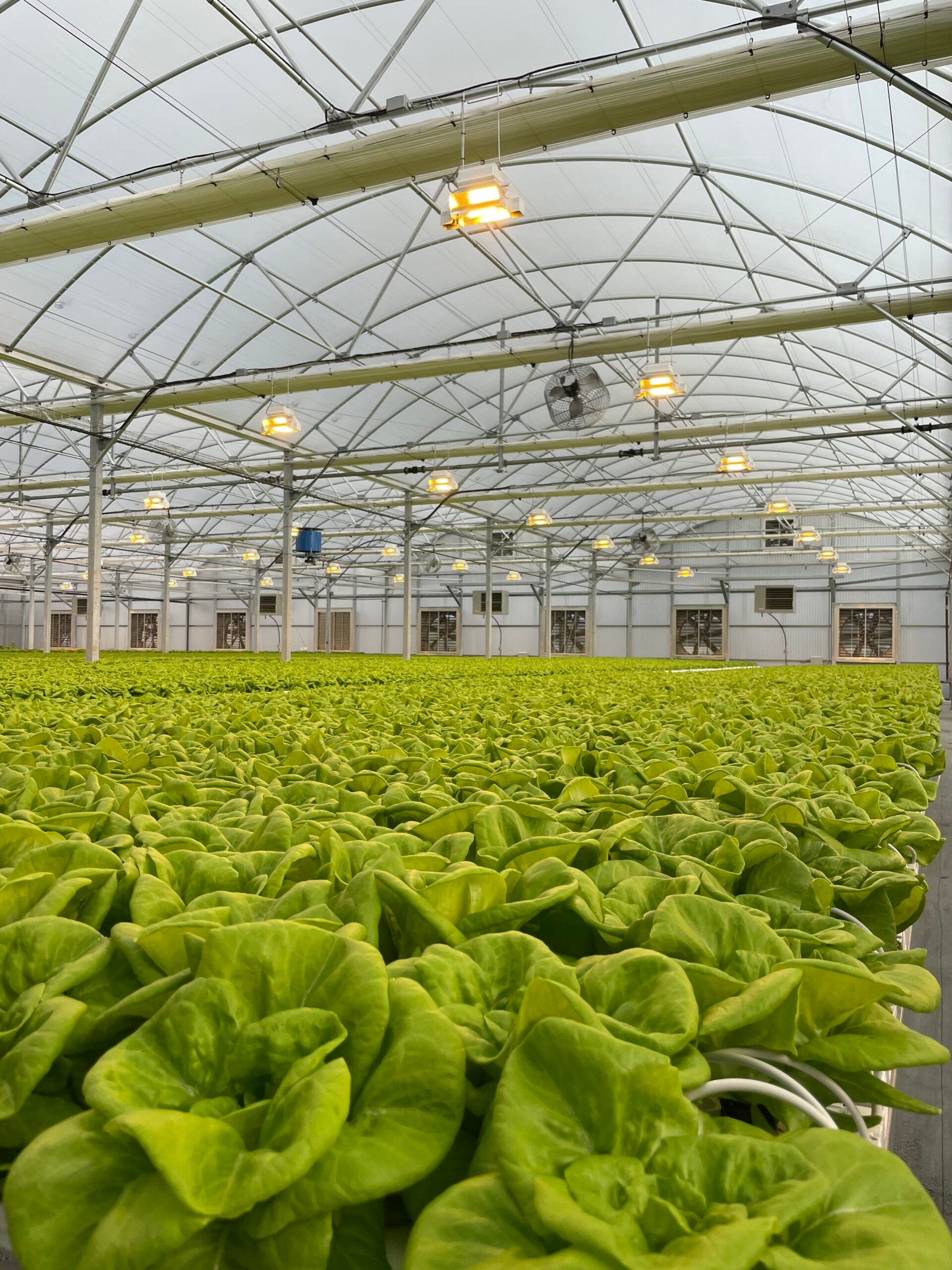 About - Niepce BV : Advanced Greenhouse Screen Systems